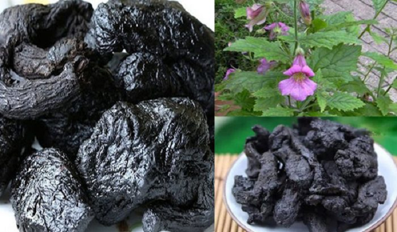 Thục địa - vị thuốc bổ thận, dưỡng huyết, ích tinh